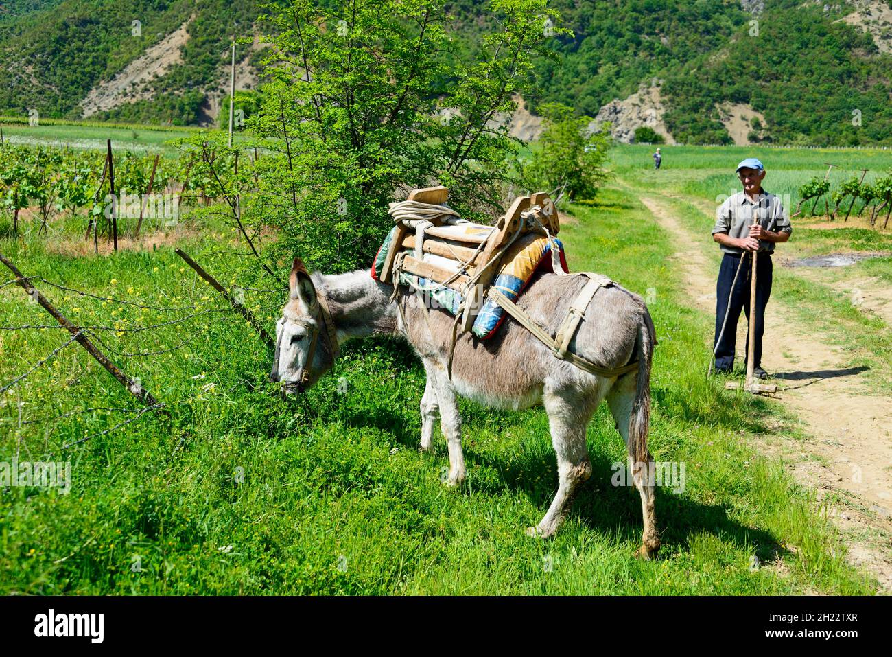 Saddle mule hi-res stock photography and images - Alamy
