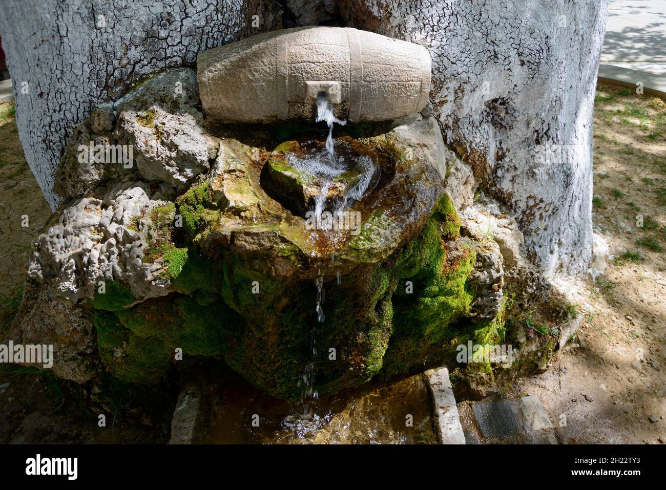 Plane tree at the village square, Leskovik, Kolonja, Leskoviku, Albania ...
