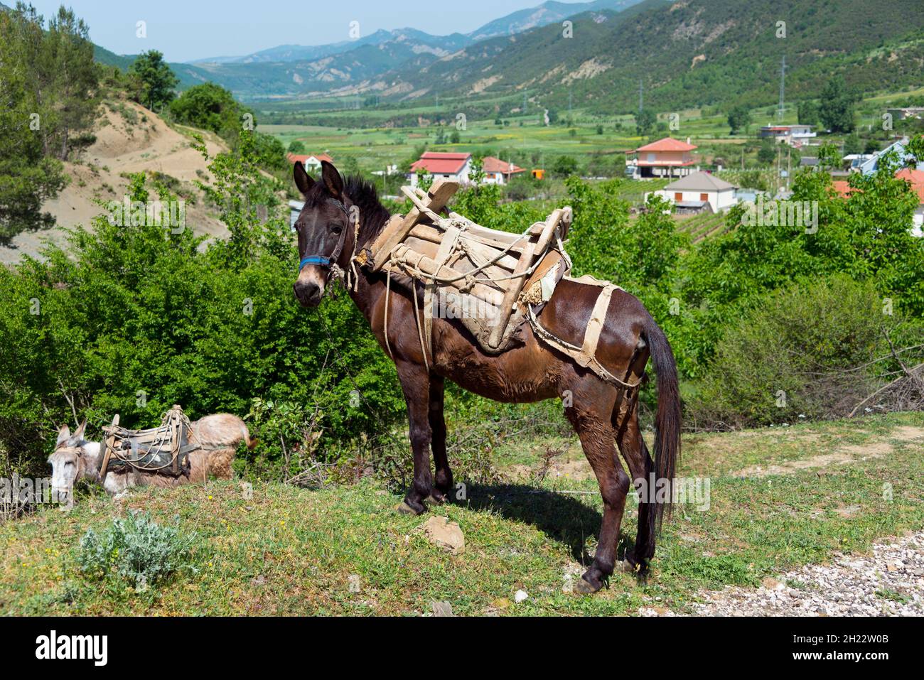 Saddle mule hi-res stock photography and images - Alamy