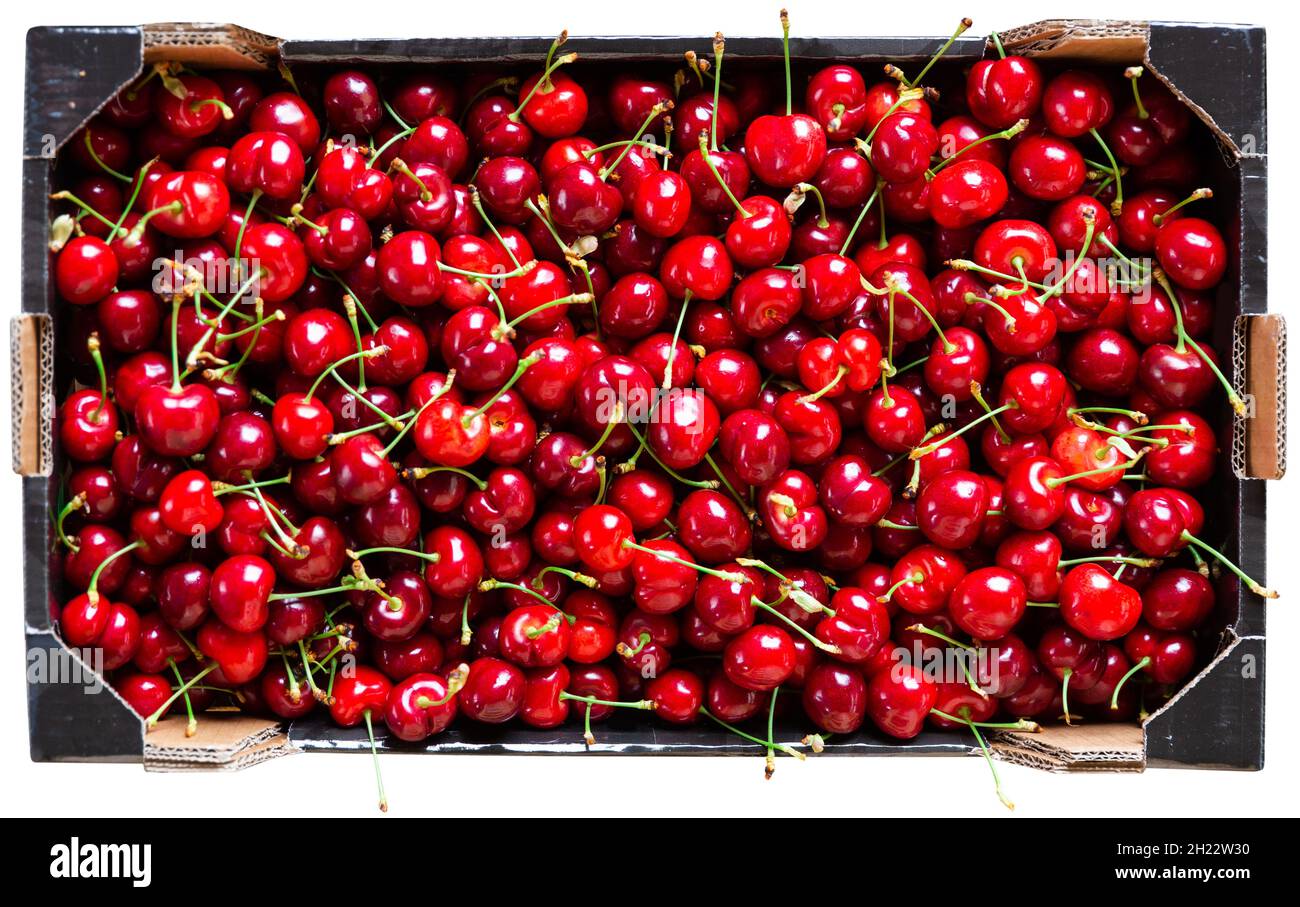 Picking ripe cherry Cut Out Stock Images & Pictures - Alamy