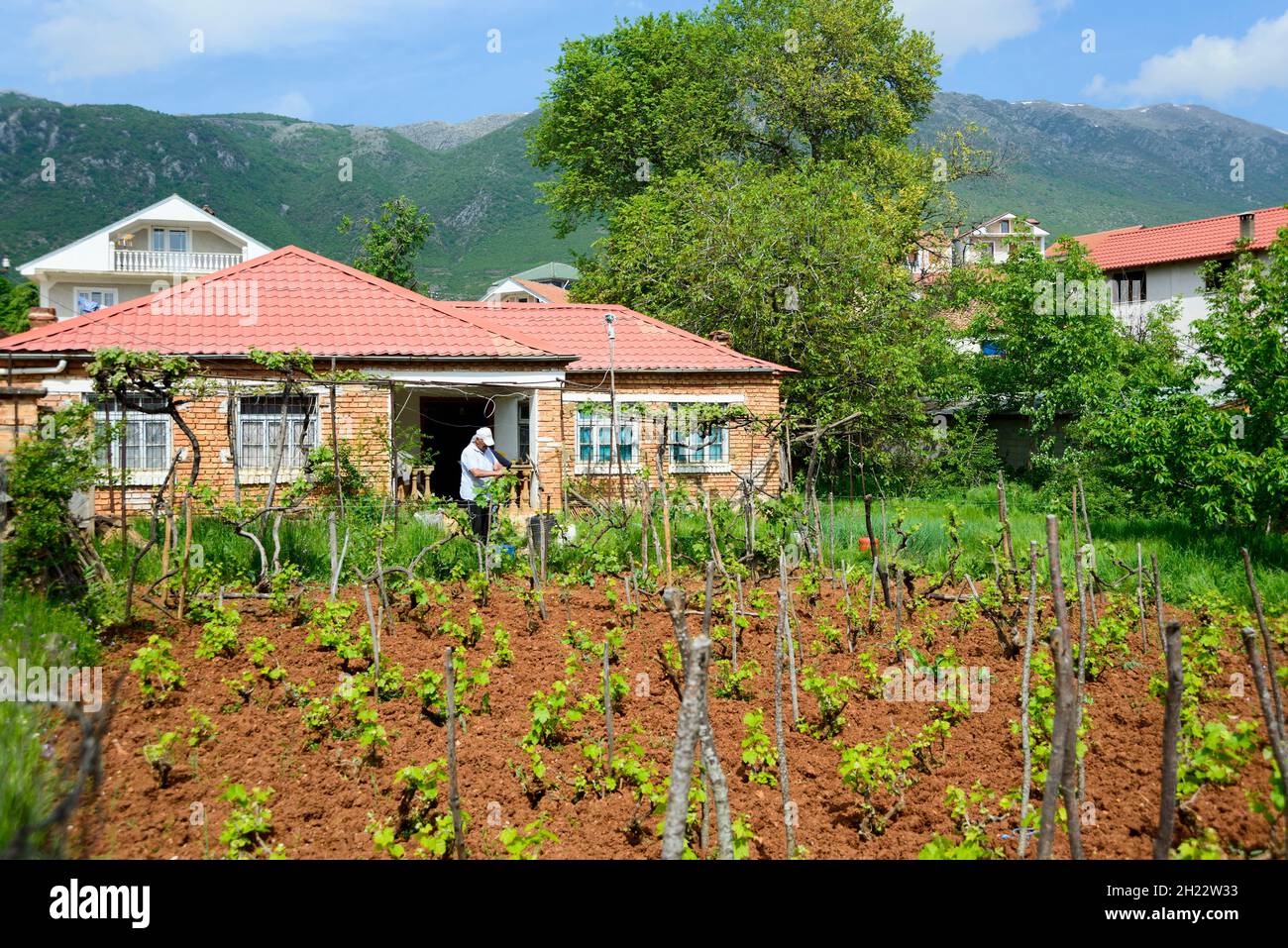 Viticulture, Pustec, Great Prespa Lake, Prespa National Park, Liqenas ...