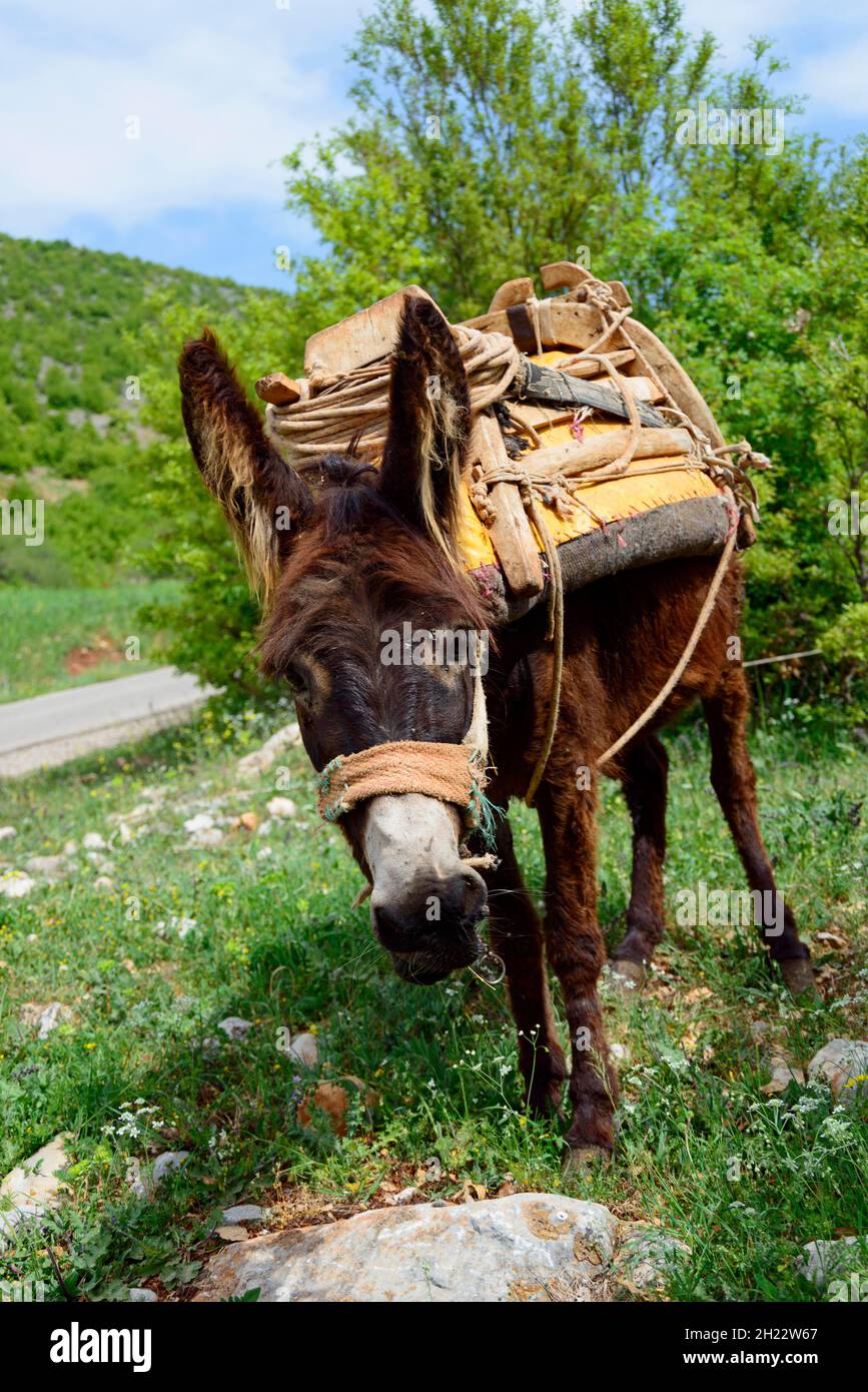 Saddled donkey, pack donkey, Prespa National Park, Albania Stock Photo ...