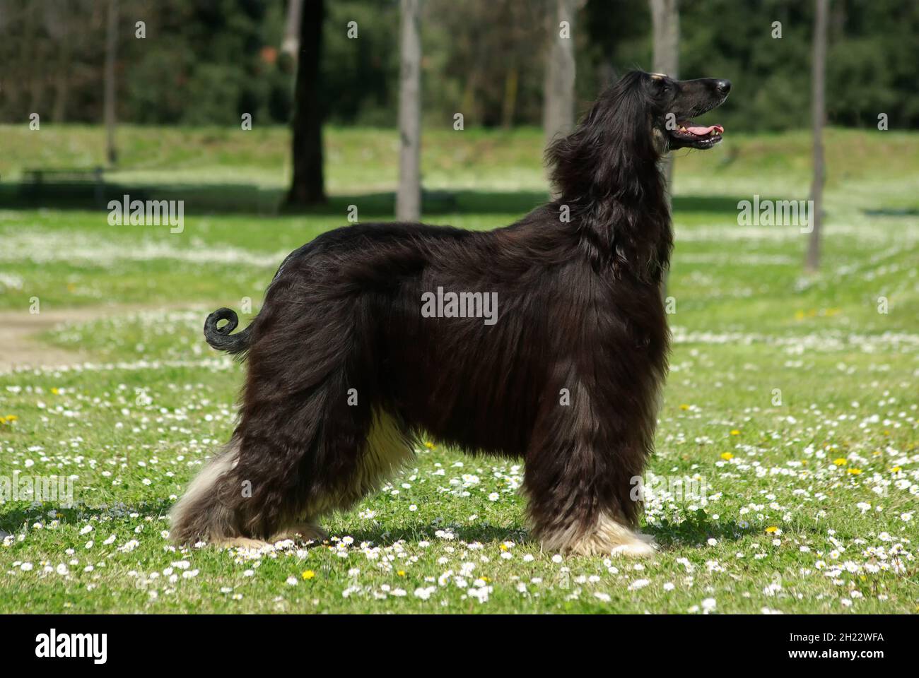 Closeup shot of black Afghan hound dog outdoors Stock Photo - Alamy