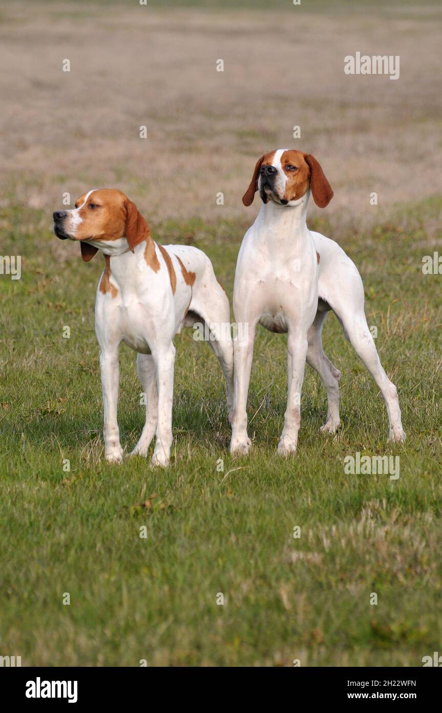 Vertical shot of German Shorthaired Pointer dogs outdoors Stock Photo ...