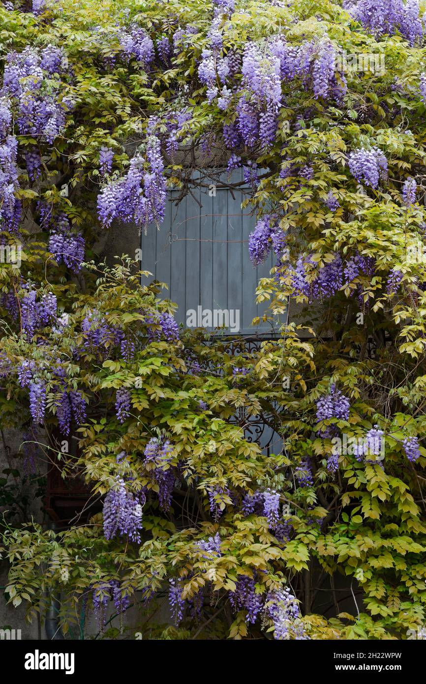 Chinese wisteria (Wisteria sinensis), Provence, Chinaflor, France Stock ...