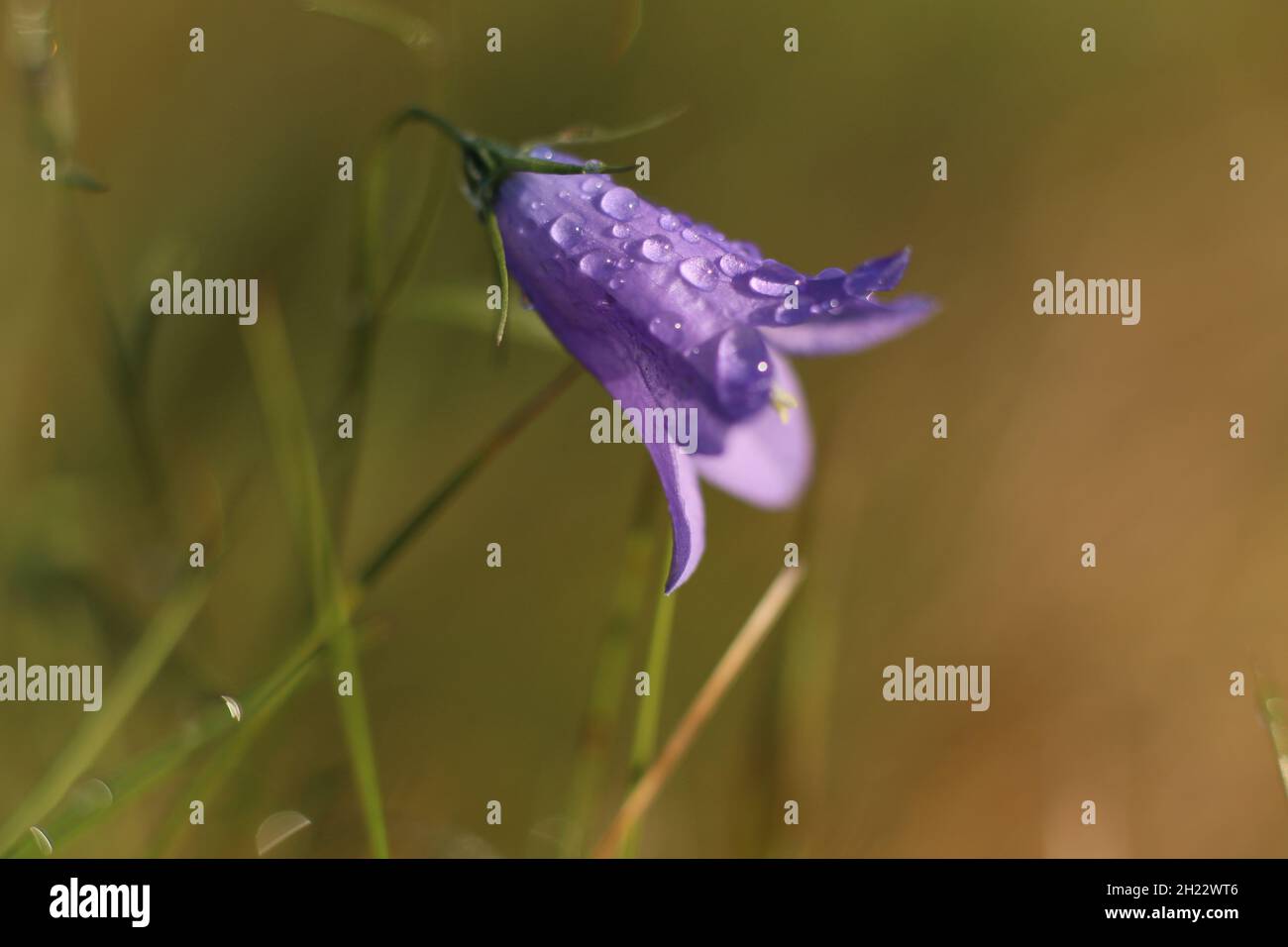 Elend, Germany. 13th Oct, 2021. Dew drops form on the blossom of a ...