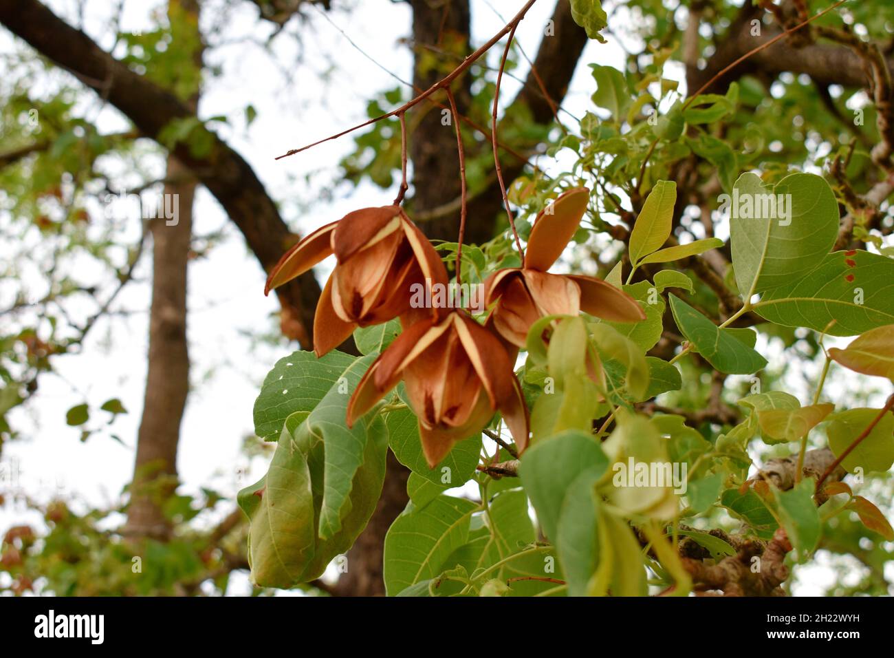 Beautiful closeup of the Toona Sinensis plant tree from the Meliaceae ...