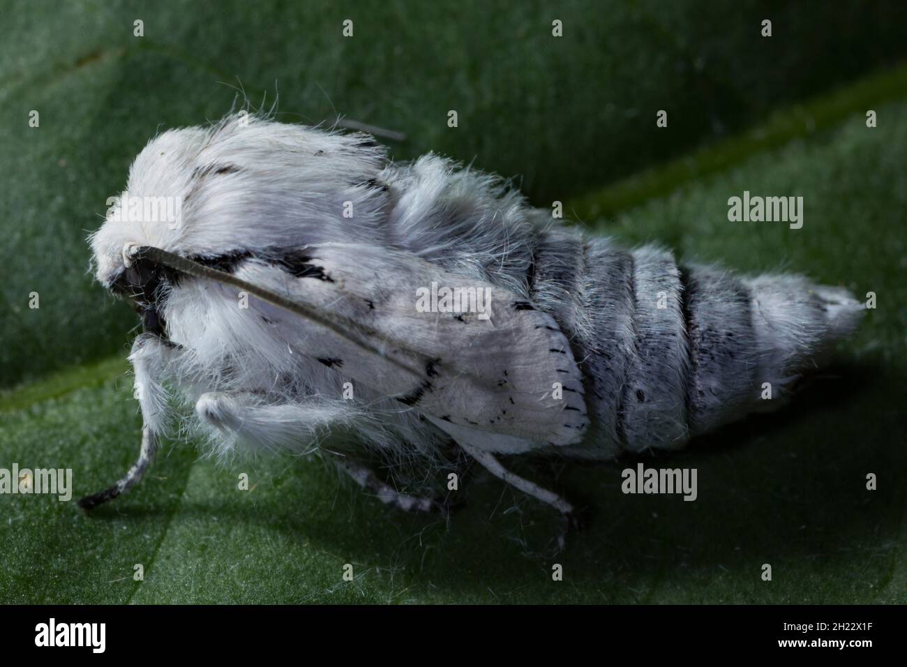 The miller moth hi-res stock photography and images - Alamy
