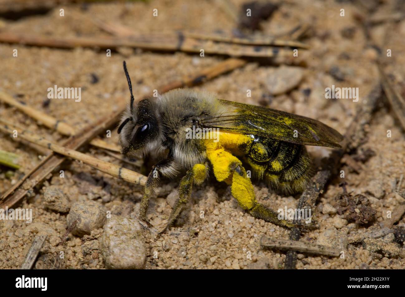 Grey-backed Mining-bee (Andrena vaga Stock Photo - Alamy