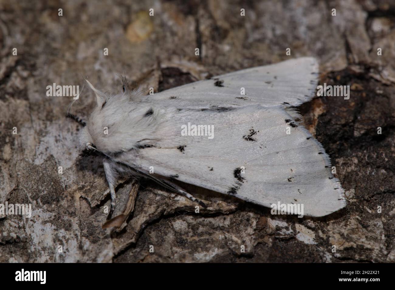 Miller (Acronicta leporina) moth Stock Photo - Alamy