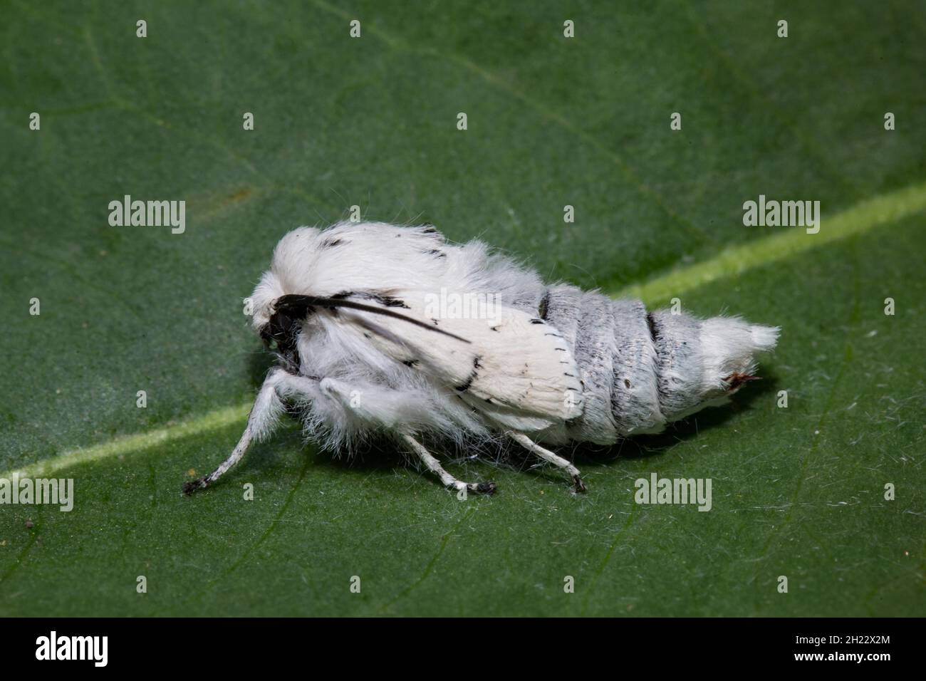 Miller (Acronicta leporina) moth Stock Photo - Alamy