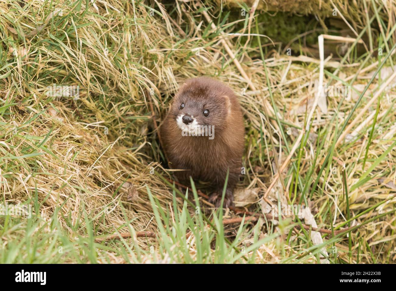 European mink (Mustela lutreola Stock Photo - Alamy