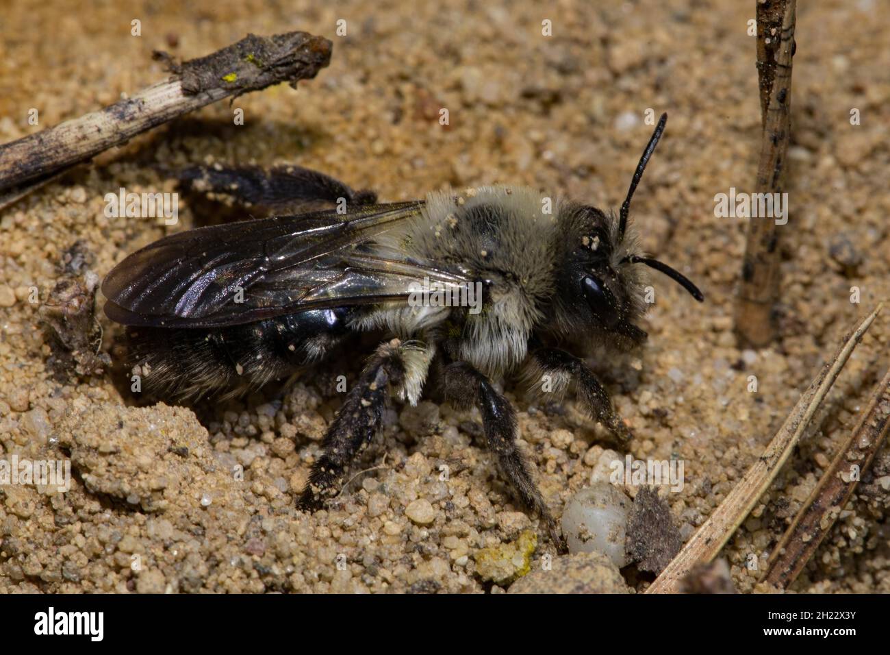 Grey-backed Mining-bee (Andrena vaga Stock Photo - Alamy