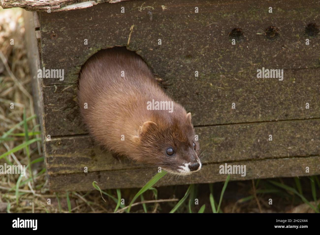 European mink (Mustela lutreola Stock Photo - Alamy