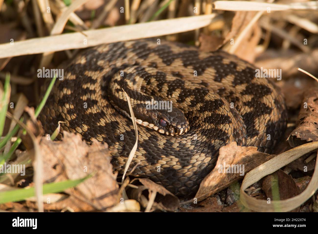 Common european adder (Vipera berus Stock Photo - Alamy
