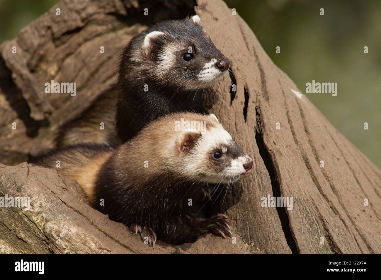 European polecats (Mustela putorius Stock Photo - Alamy