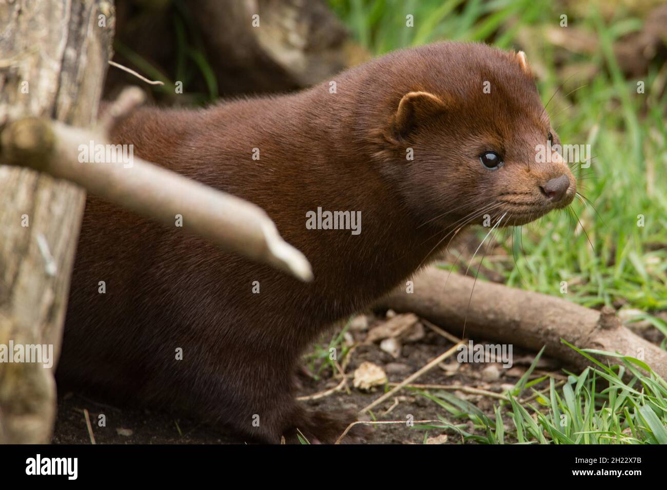 Mink nature wildlife photography hi-res stock photography and images ...