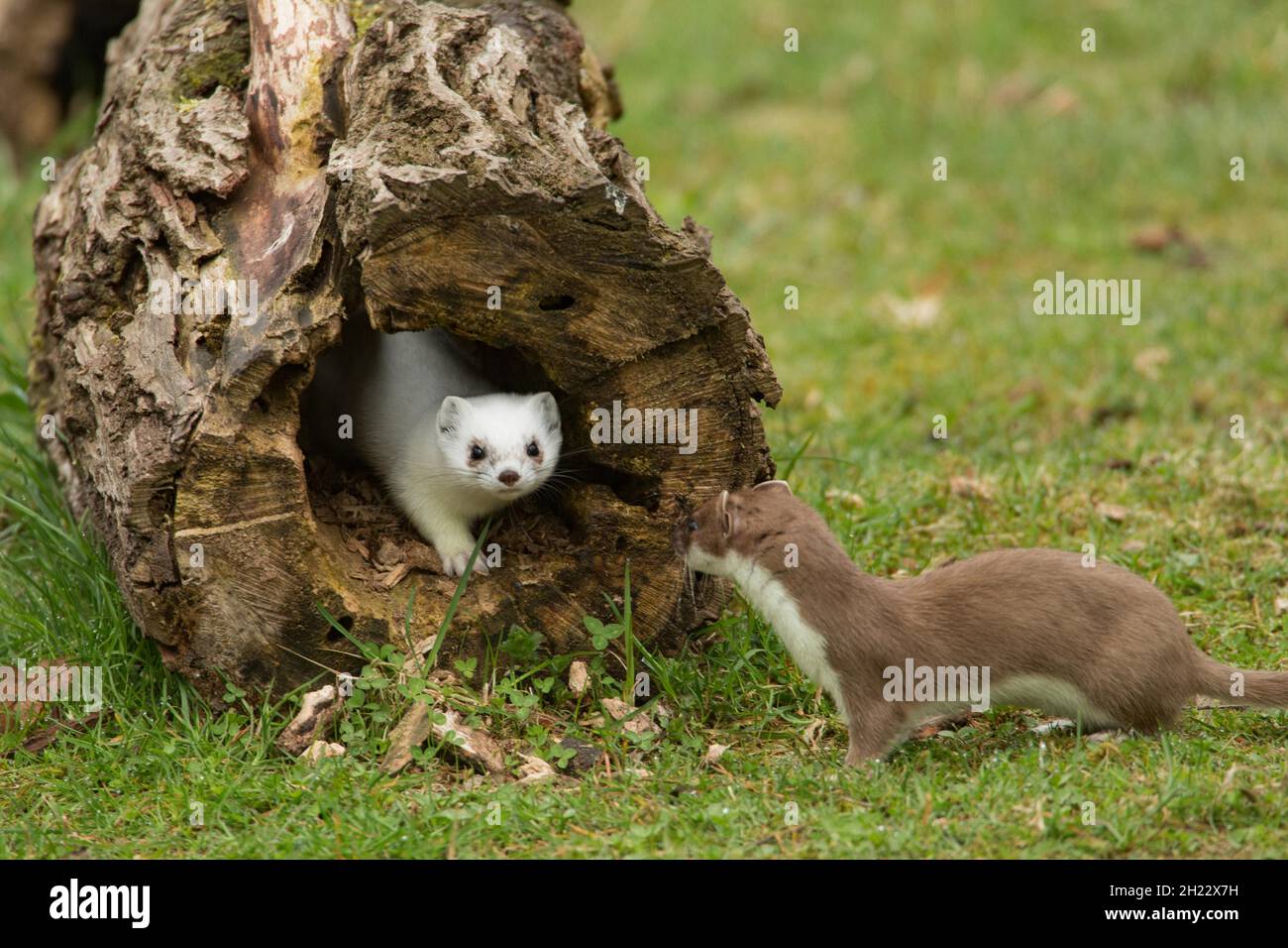 Two stoats hi-res stock photography and images - Alamy