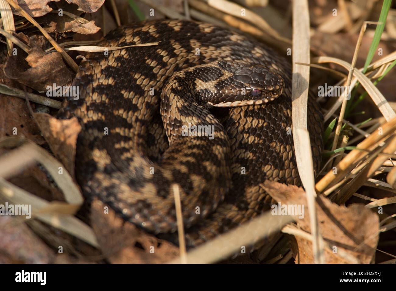 Common european adder (Vipera berus Stock Photo - Alamy