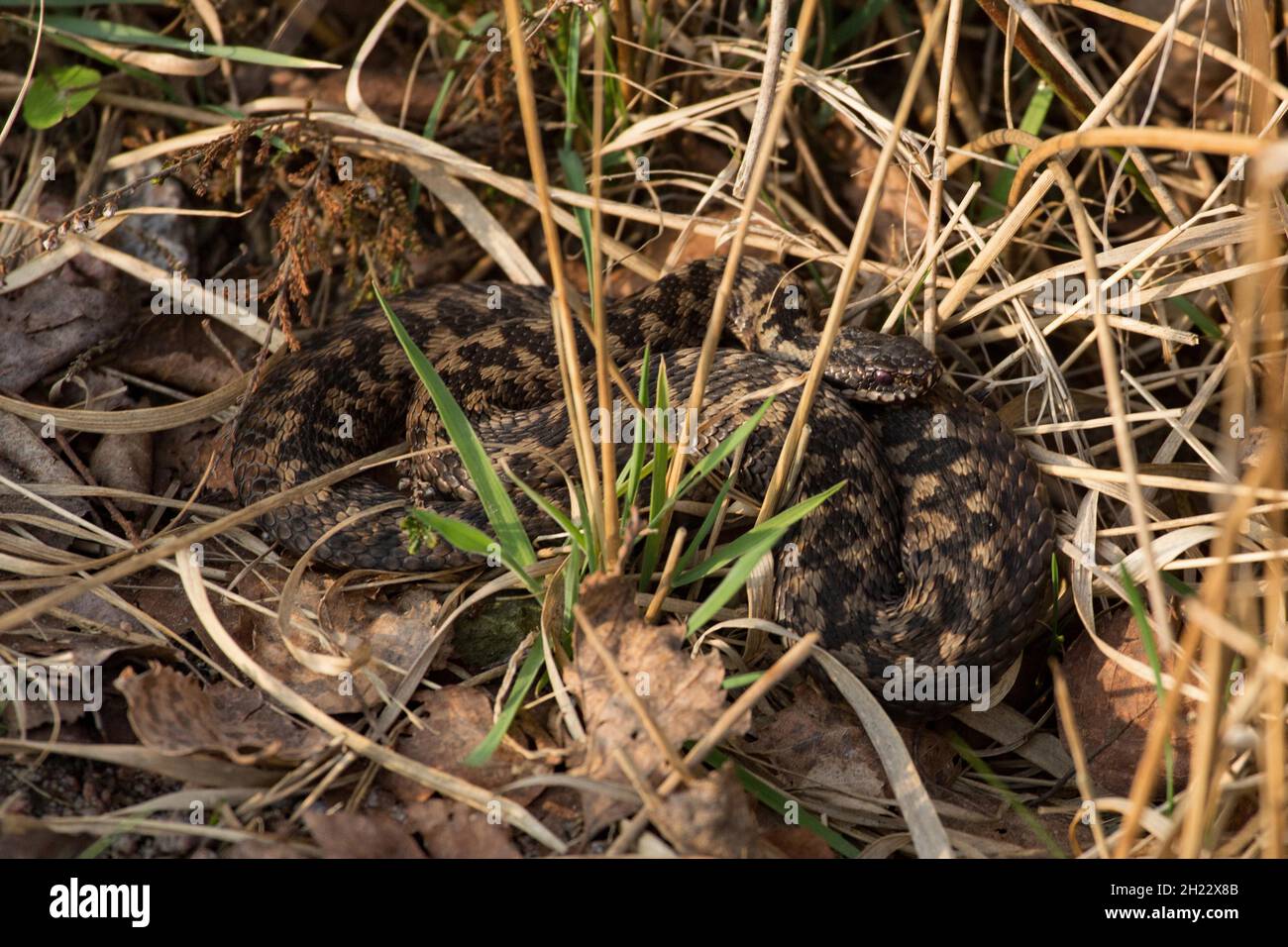 Common european adder (Vipera berus Stock Photo - Alamy