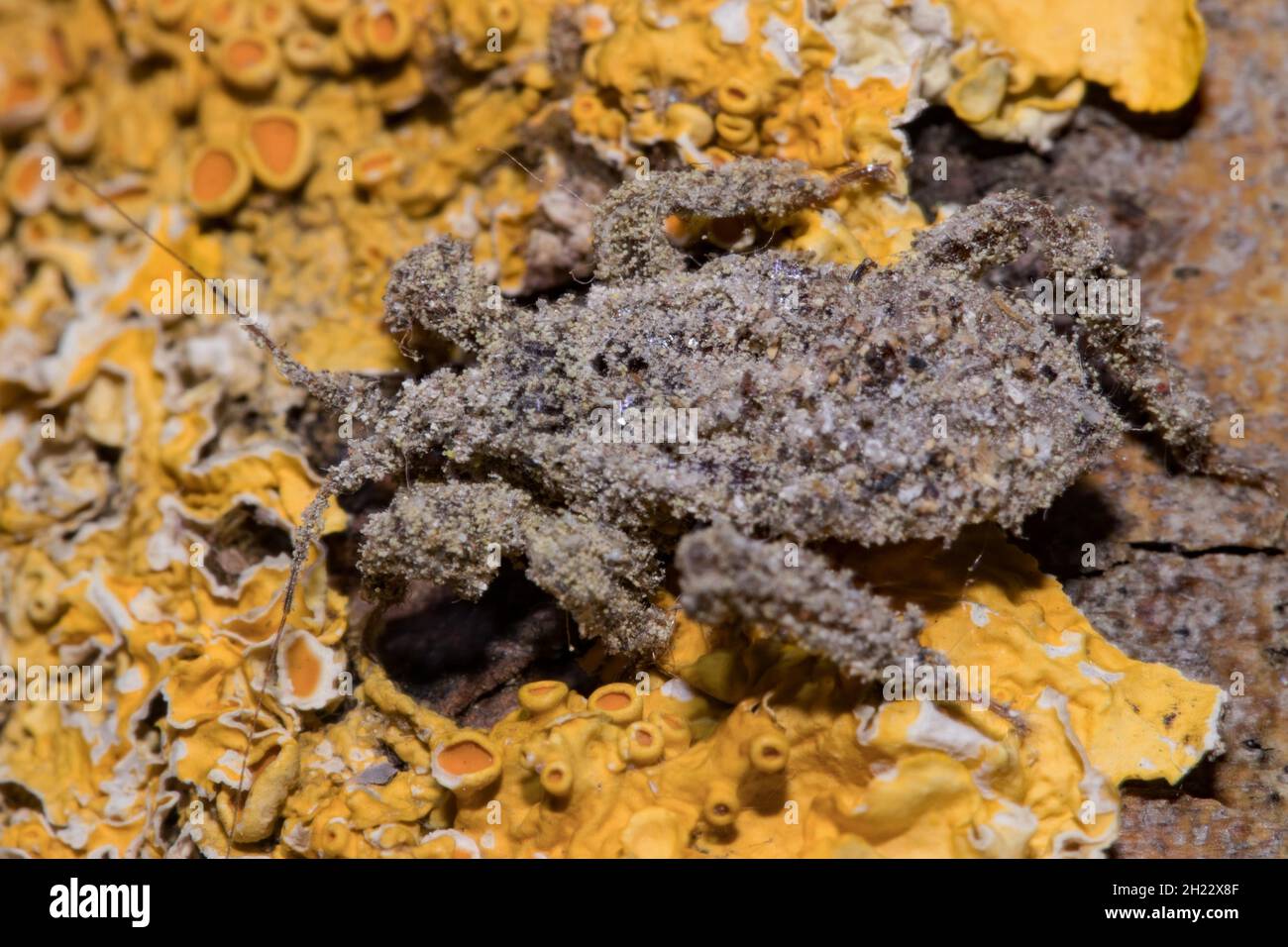 Masked hunter bug hi-res stock photography and images - Alamy