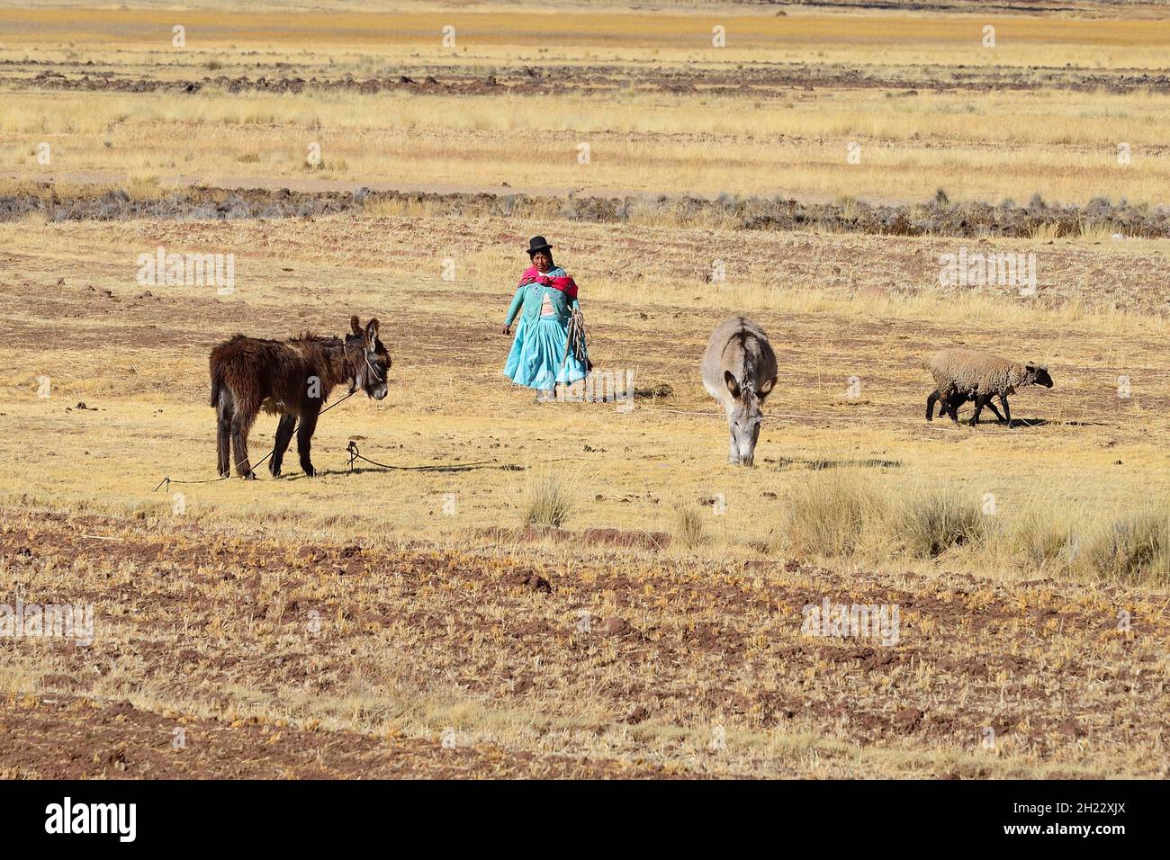 Indigenous farmer with two donkeys and a sheep in a harvested field ...