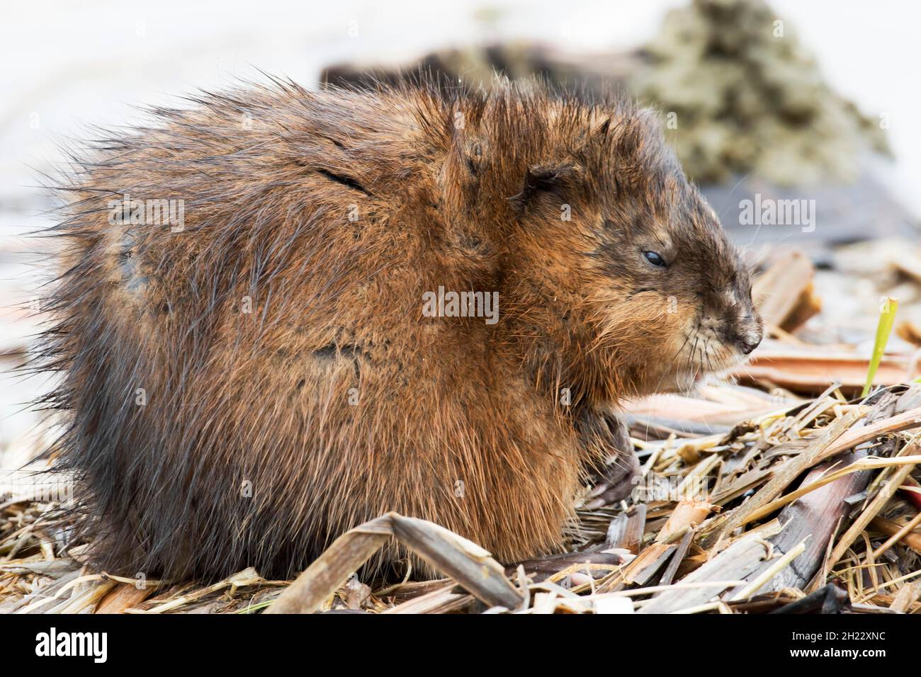 Muskrat (Ondatra zibethicus) dormant, Lanaudiere region, Quebec, Canada ...
