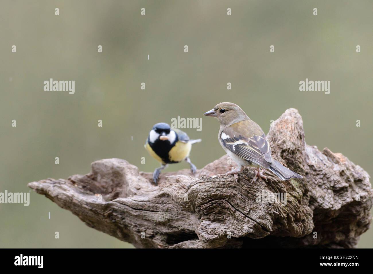 Female Common chaffinch (Fringilla coelebs) and Great tit (Parus major ...