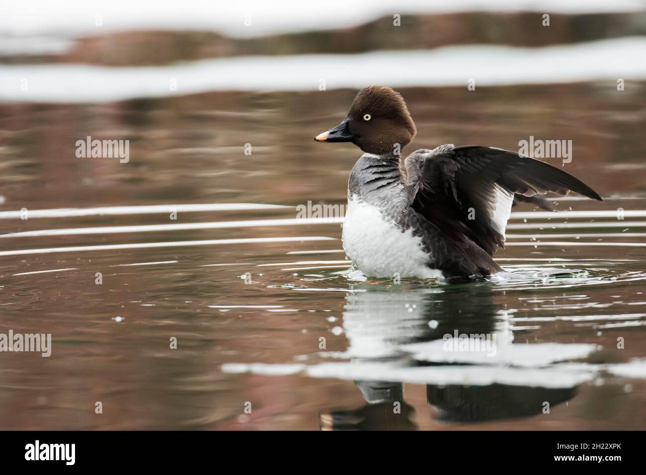Female common goldeneye duck hi-res stock photography and images - Alamy