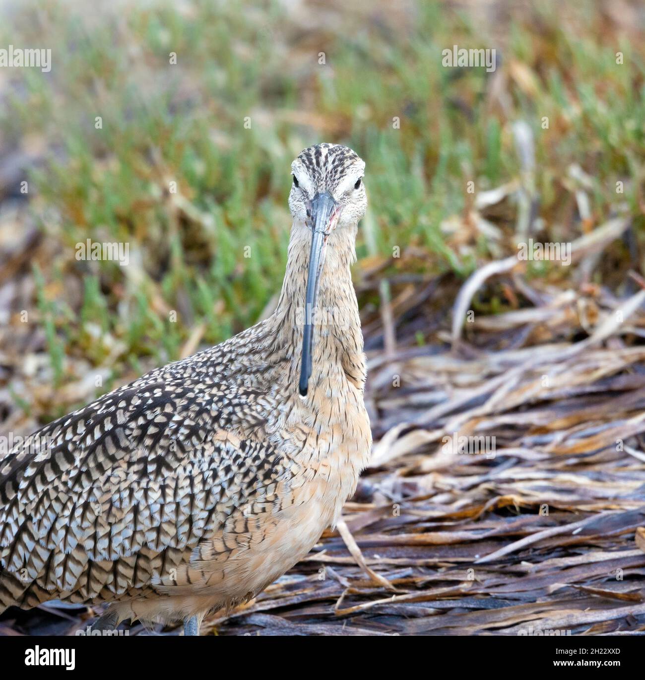 Long billed Curlew Head on Portrait Stock Photo - Alamy