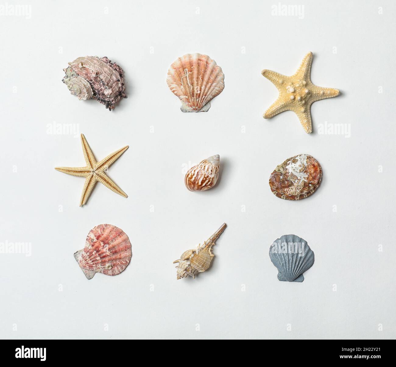 Composition with sea shells on white background. Beach object Stock ...