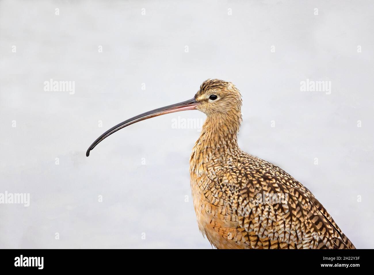 Long billed Curlew Hi Key Portrait Stock Photo - Alamy