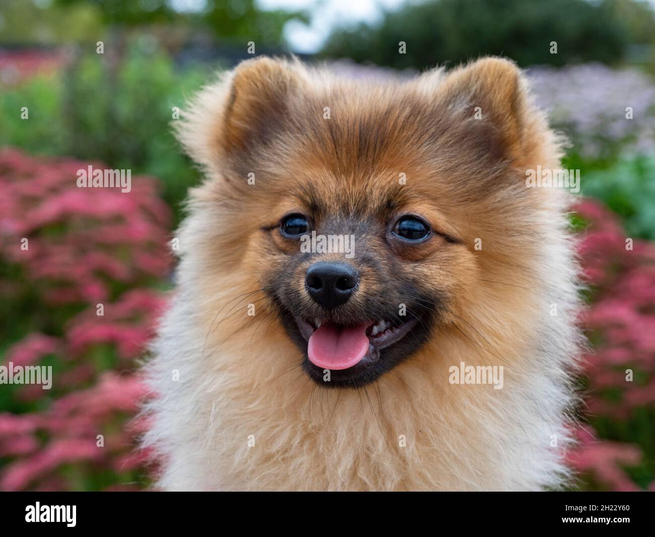 Brown pomeranian hi-res stock photography and images - Alamy