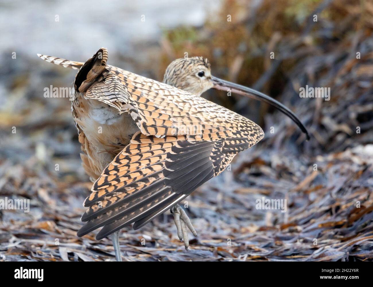 Long billed Curlew Wing Feather Detail Stock Photo - Alamy