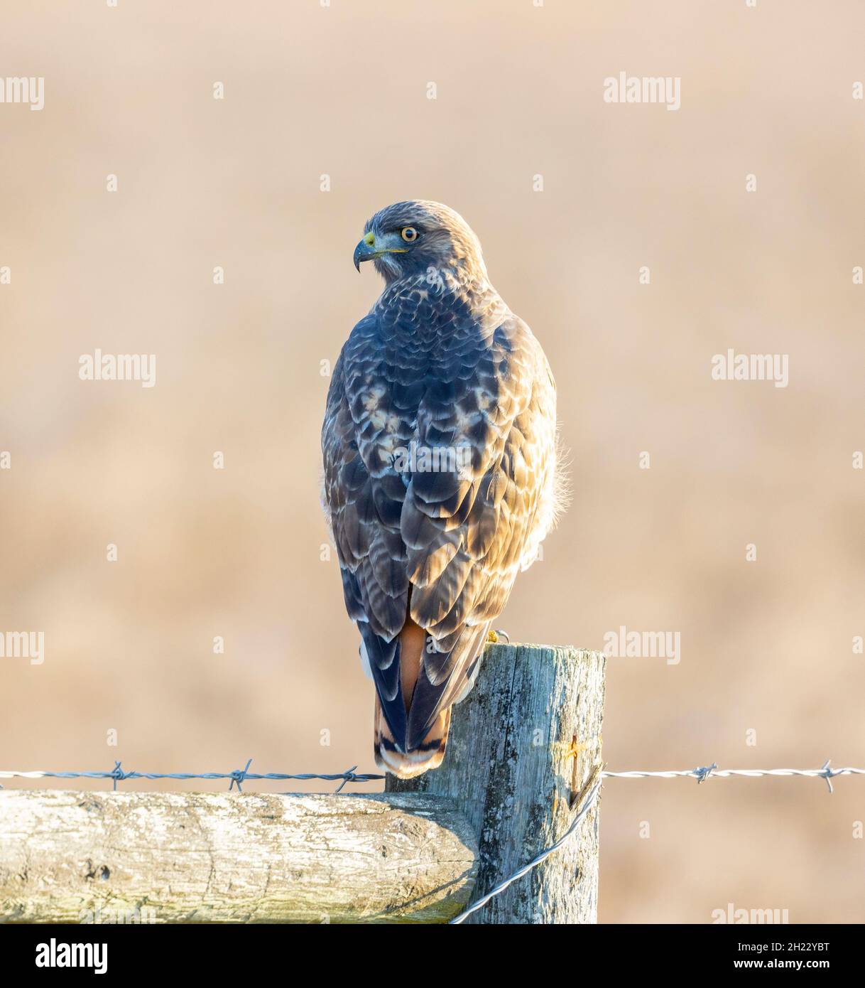 Red tailed Hawk on Fence Post Stock Photo - Alamy