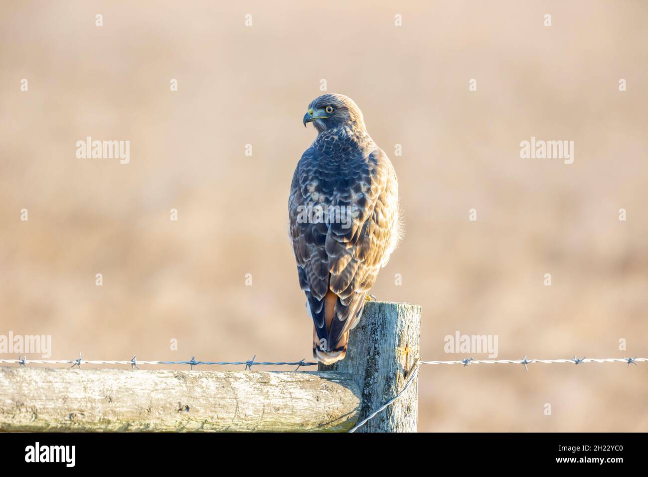 Red tailed Hawk on Fence Post Stock Photo - Alamy