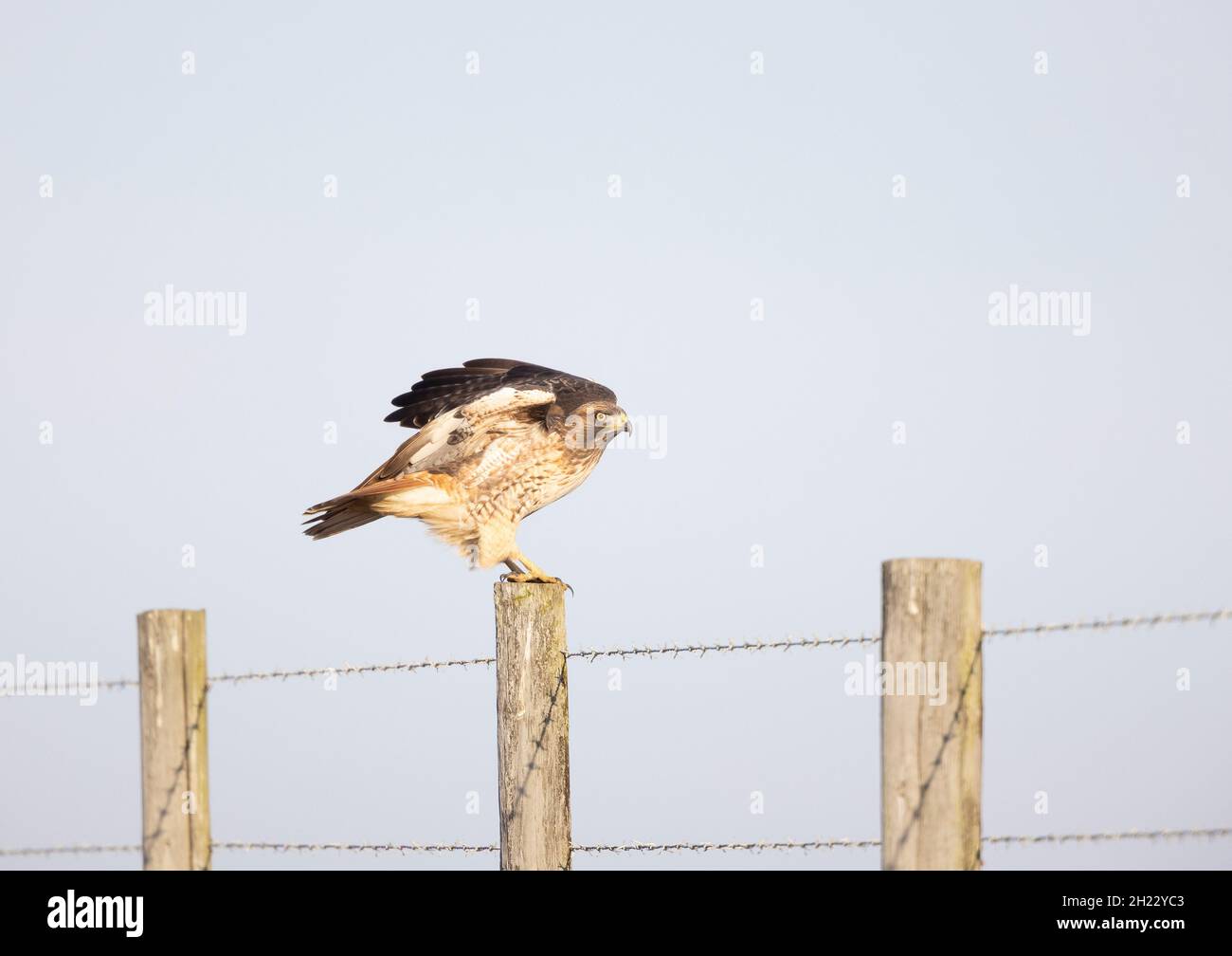Red tailed Hawk on Fence Post Stock Photo - Alamy