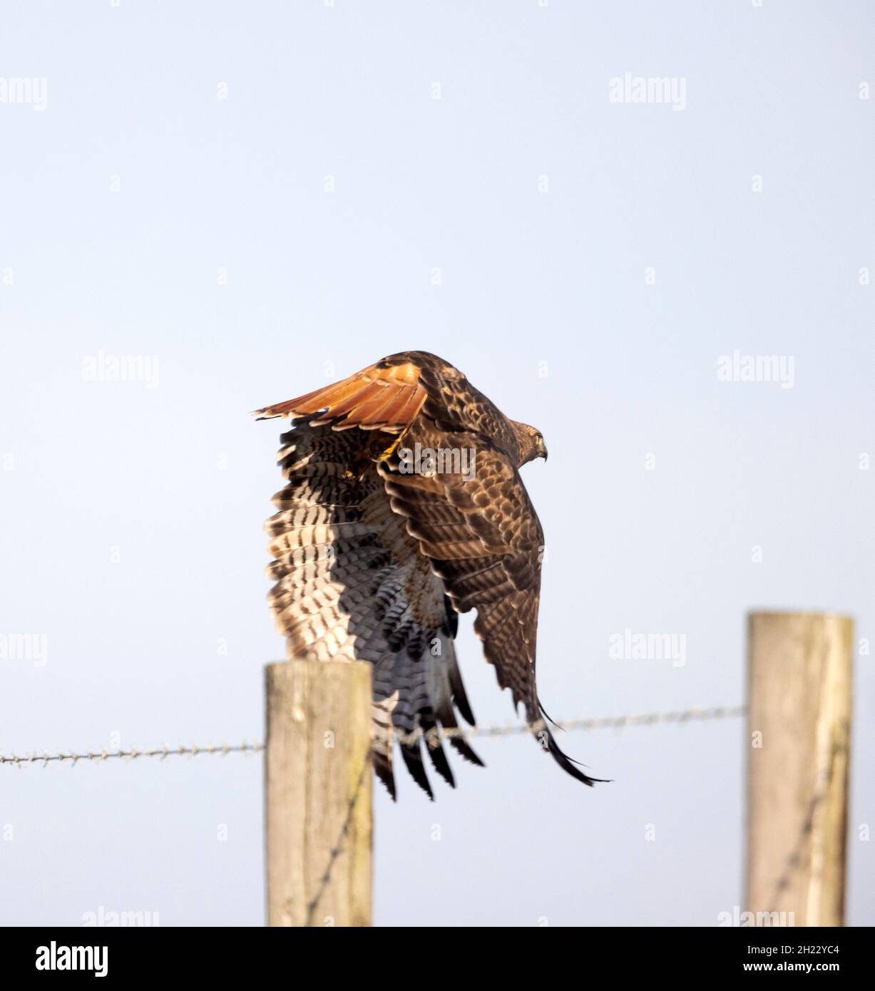 Red tailed Hawk Taking off from Fence Post Stock Photo - Alamy