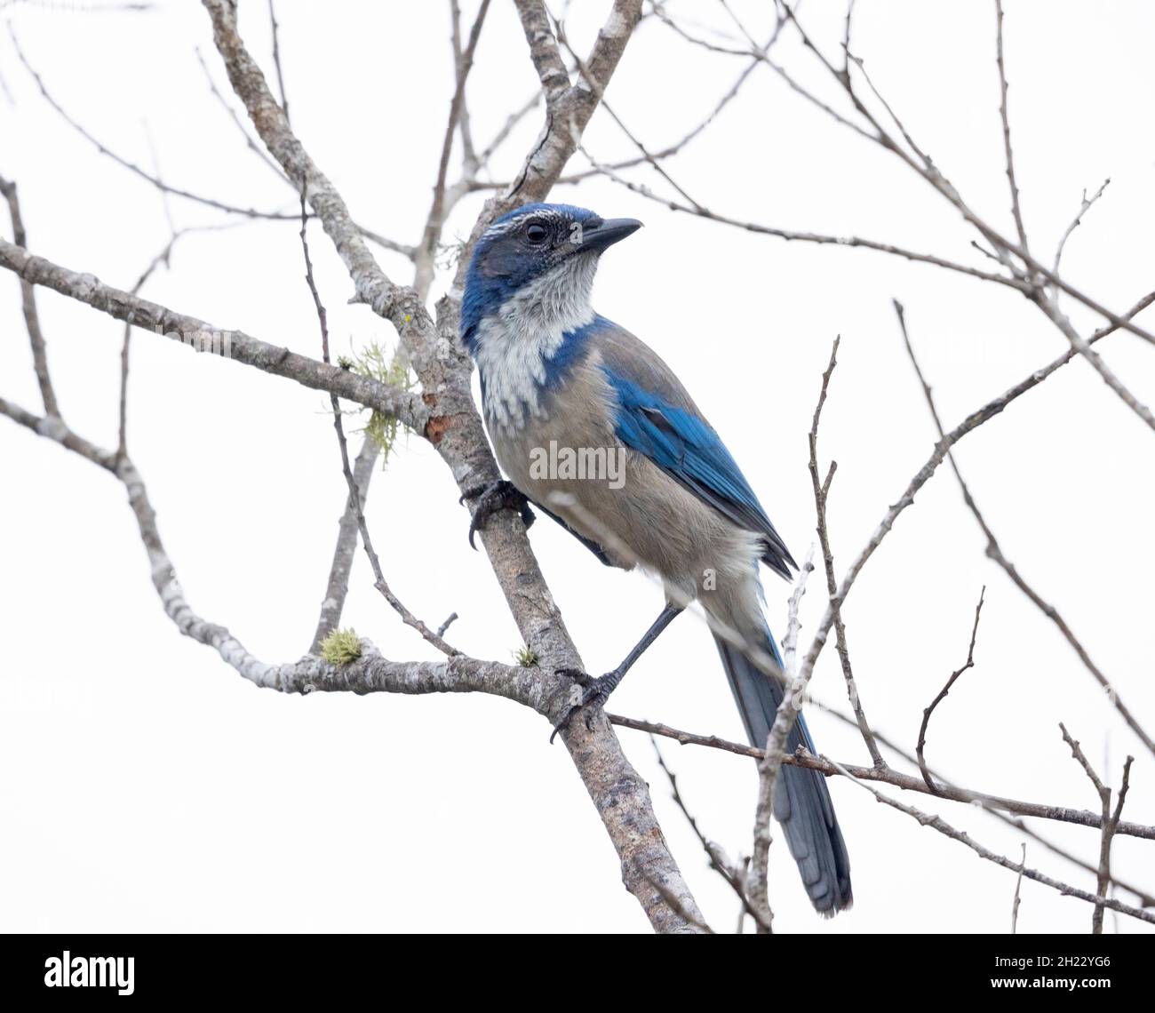 California Scrub Jay Stock Photo - Alamy
