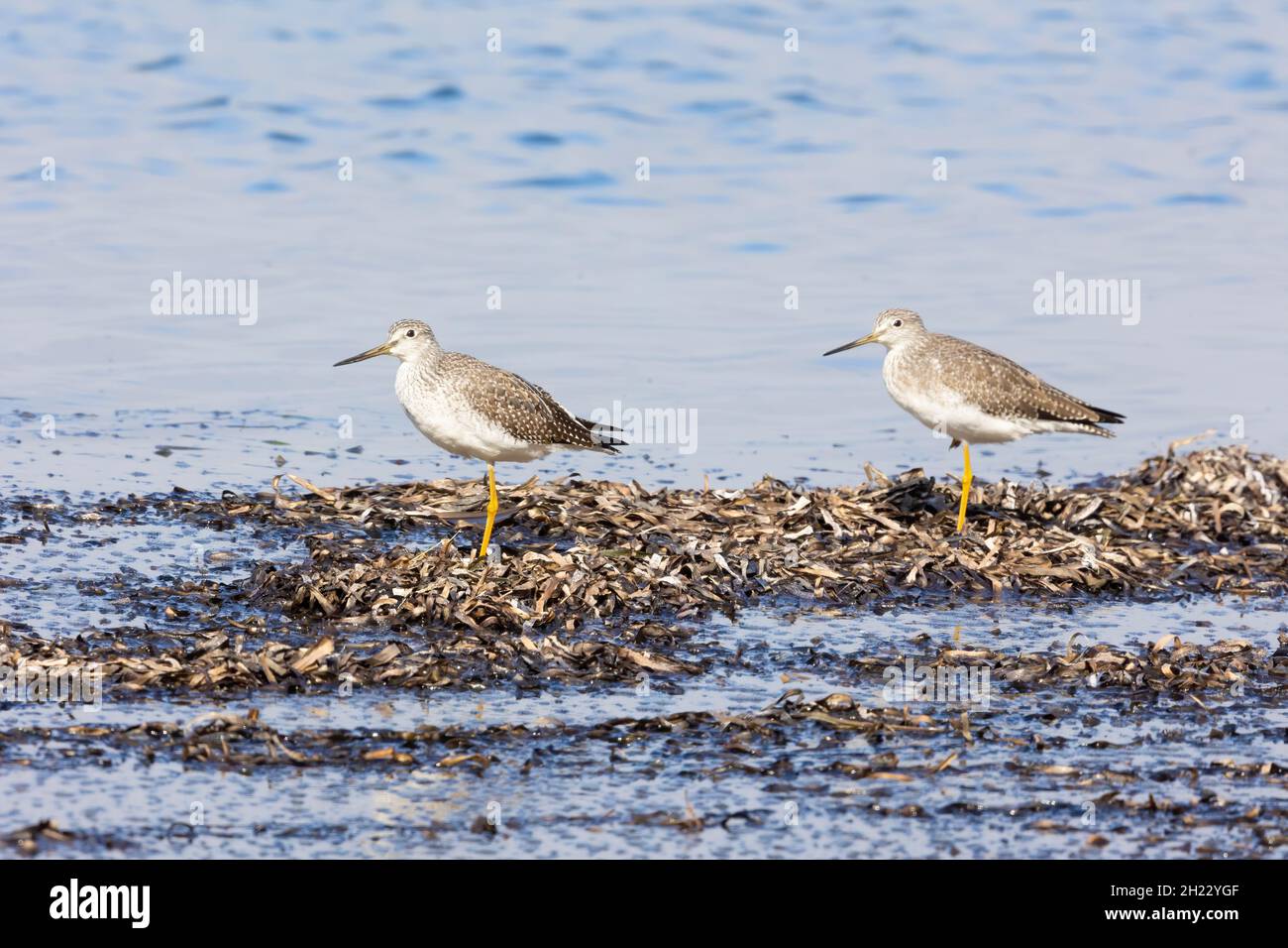 Two greater yellowlegs hi-res stock photography and images - Alamy