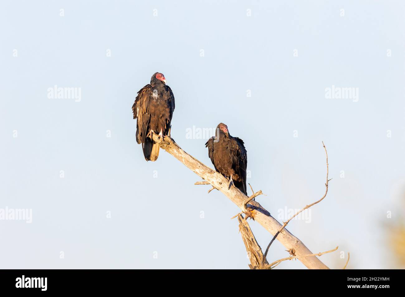 Two Turkey Vultures Stock Photo - Alamy