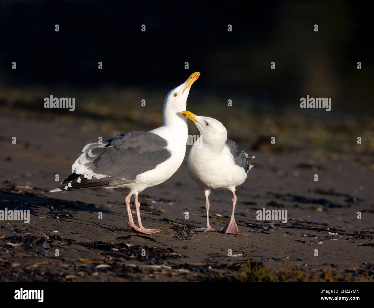 Western Gulls Bonding Behavior Stock Photo - Alamy