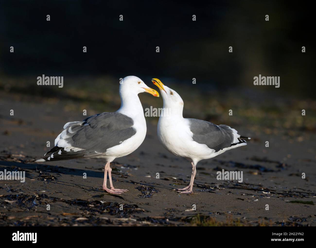 Bonding behavior hi-res stock photography and images - Alamy