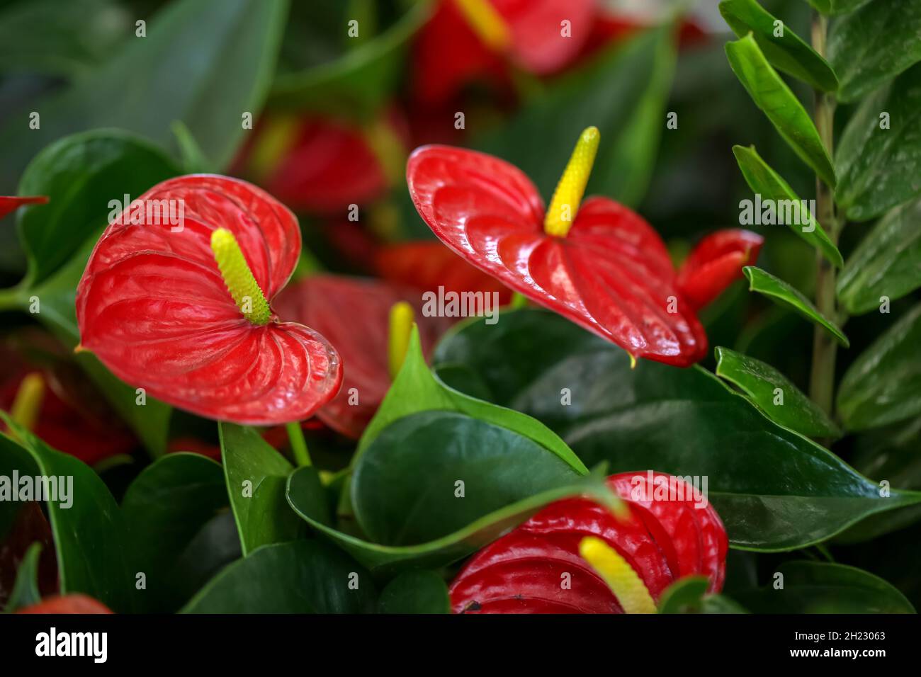 Blooming red anthurium flowers, closeup. Tropical plant Stock Photo - Alamy