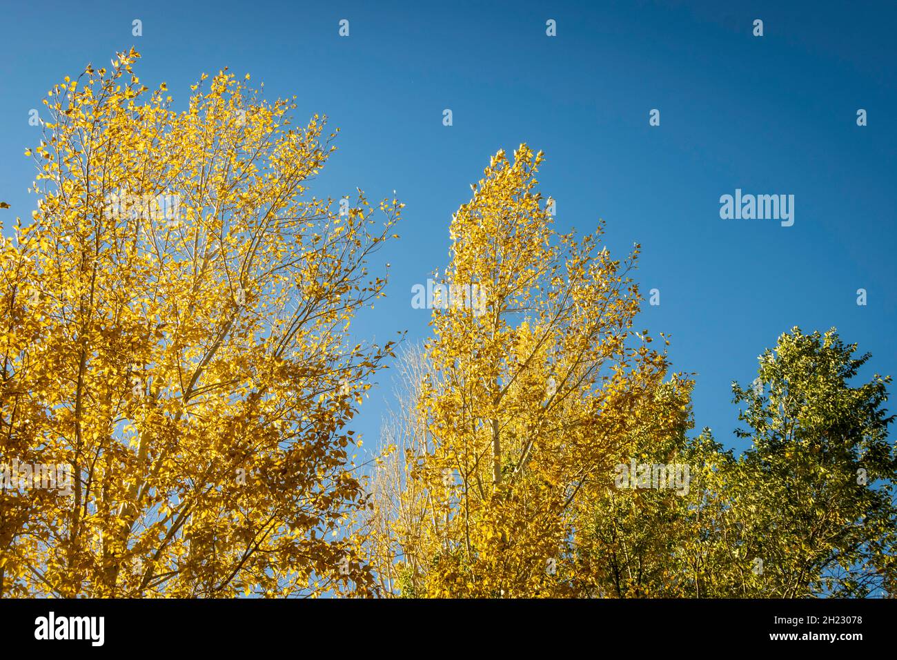 Autumn trees of intense gold, yellow, and green rise into the sky Stock ...