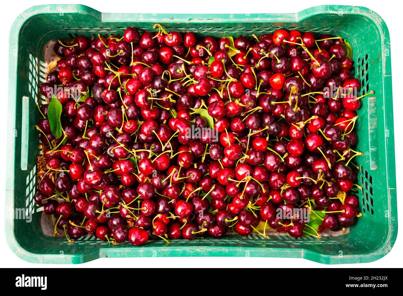 Top view of freshly harvested sweet cherries in box Stock Photo - Alamy