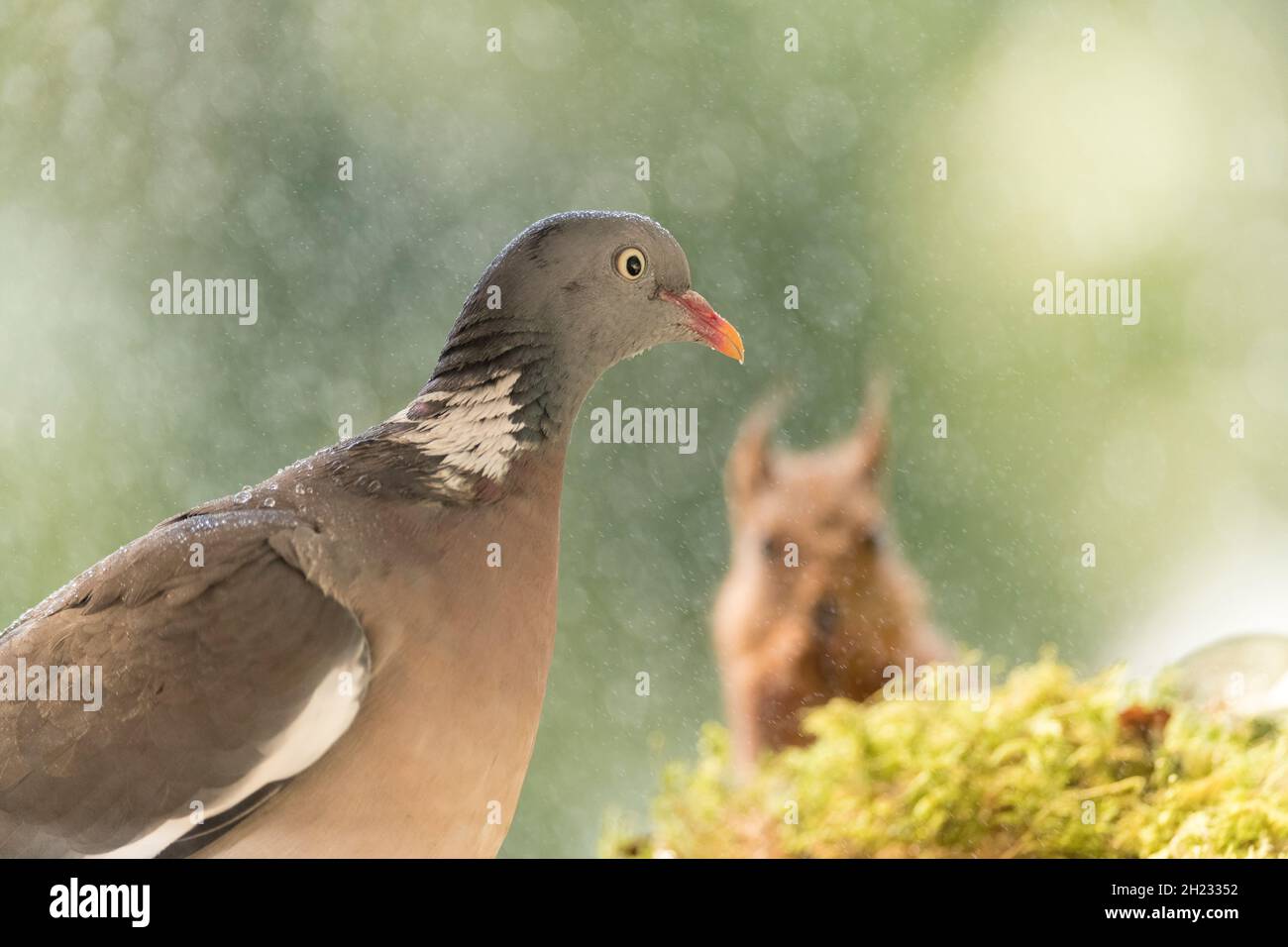 Pigeon hide hi-res stock photography and images - Alamy