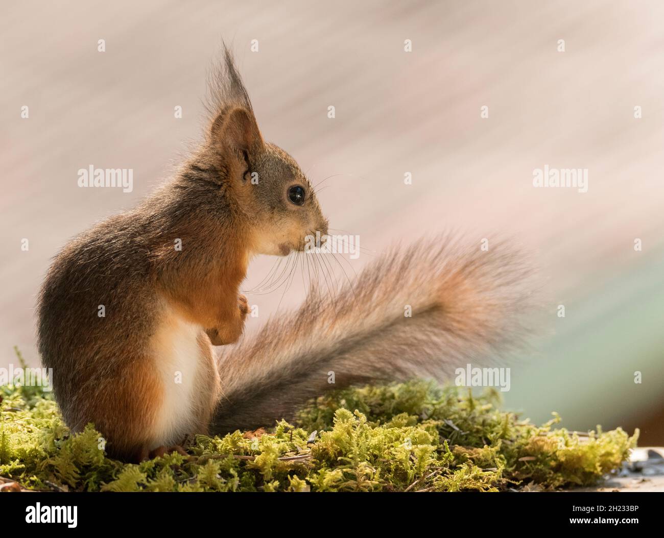 Young red squirrel hi-res stock photography and images - Alamy