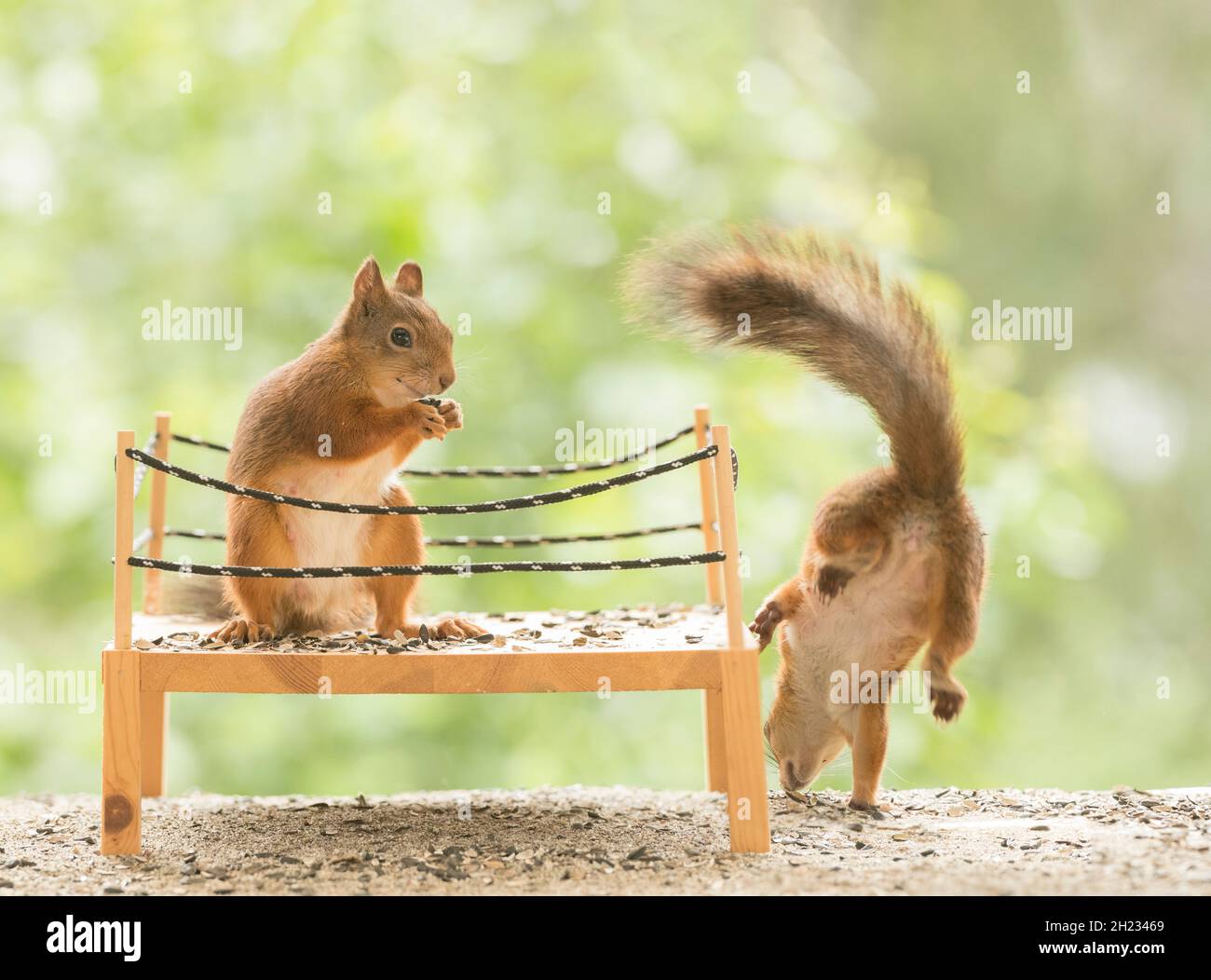 A boxing ring hi-res stock photography and images - Alamy