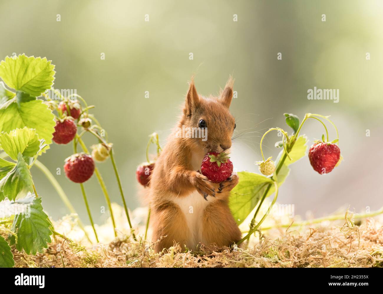 Red Squirrel eats a strawberry Stock Photo - Alamy